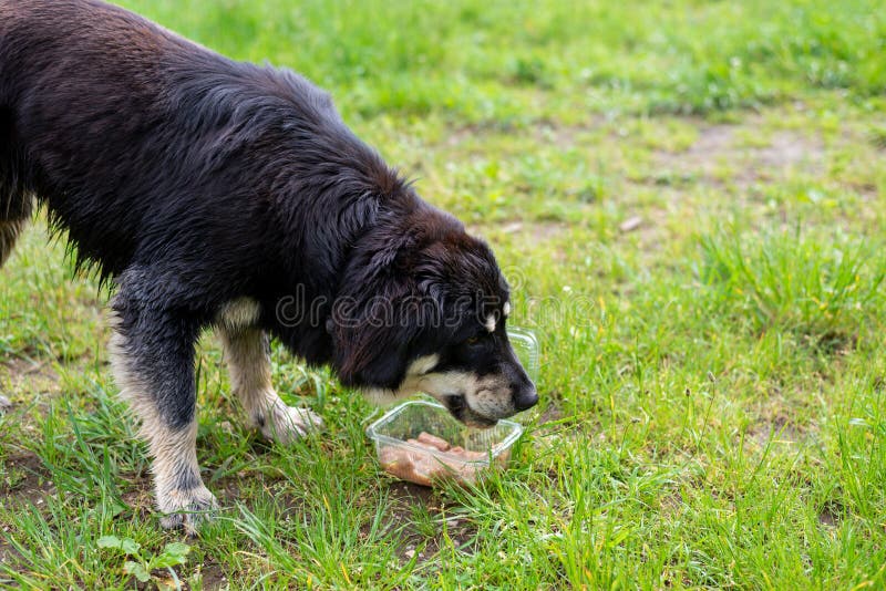 Stray dog eating stock photo. Image of doggy, lonely - 287282300