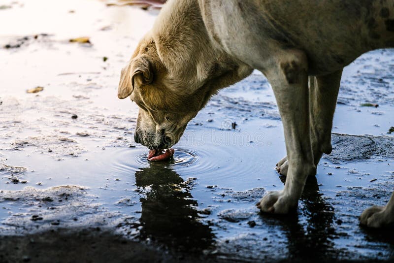 A stray dog eating water stock image. Image of eating - 73154865