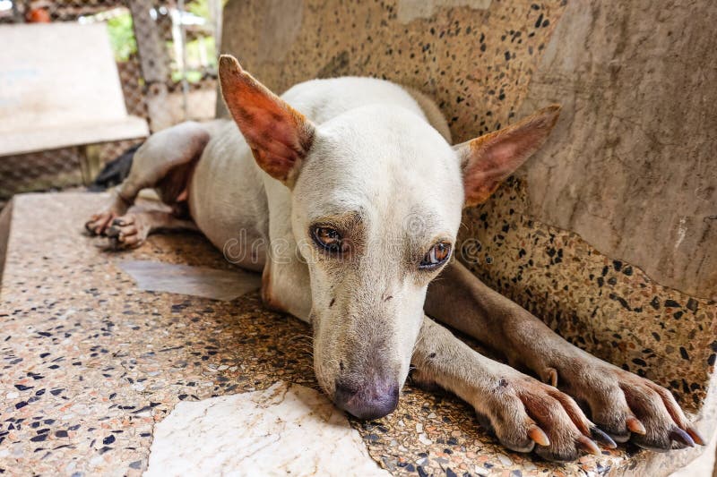Stray Dog Feeling Sad in Foundation, Thailand - Selective Focus the ...