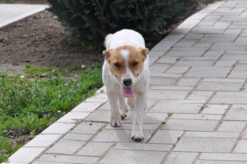 Stray dog stock photo. Image of green, little, fluffy - 113828672