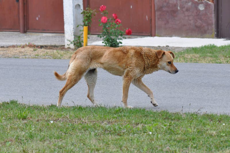 Stray dog stock image. Image of canine, ball, fluffy - 116966493