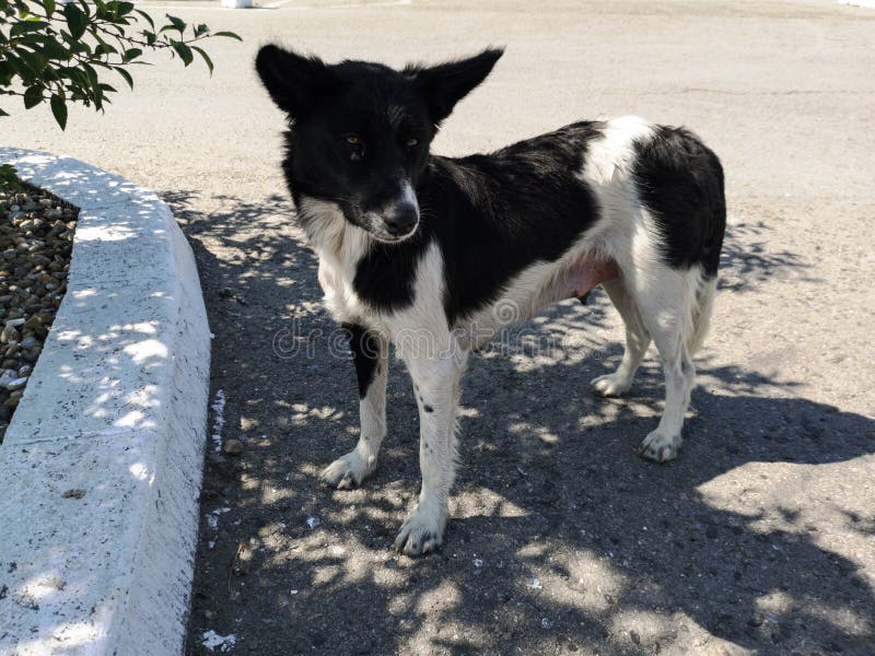 Stray dog stock photo. Image of companion, hunter, face - 117883260
