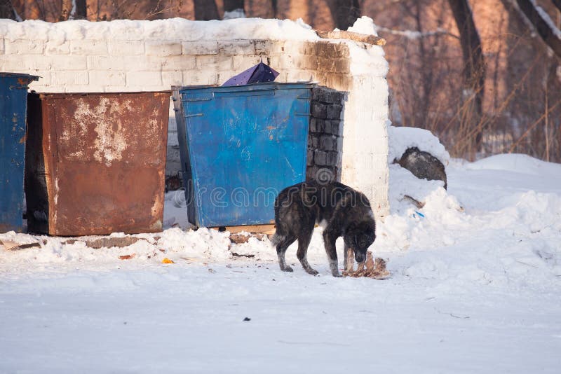 Stray Dogs Mating in the Town Lawn Stock Photo - Image of homeless ...