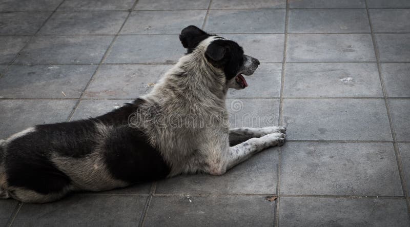 Stray dog. stock image. Image of concrete, depressed - 88053013