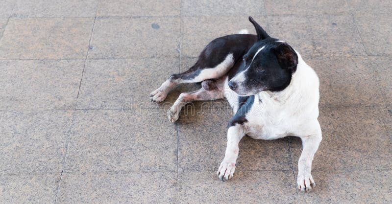 Stray dog. stock image. Image of pathway, male, outdoor - 90351347