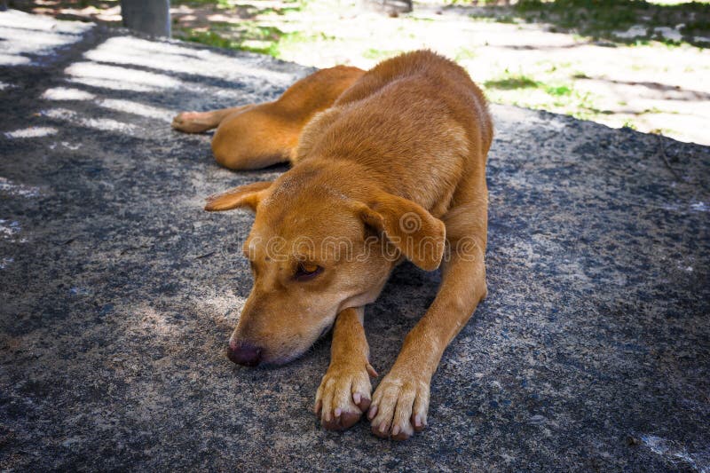 Stray Dog Idling on the Beach Stock Photo - Image of cheerful ...