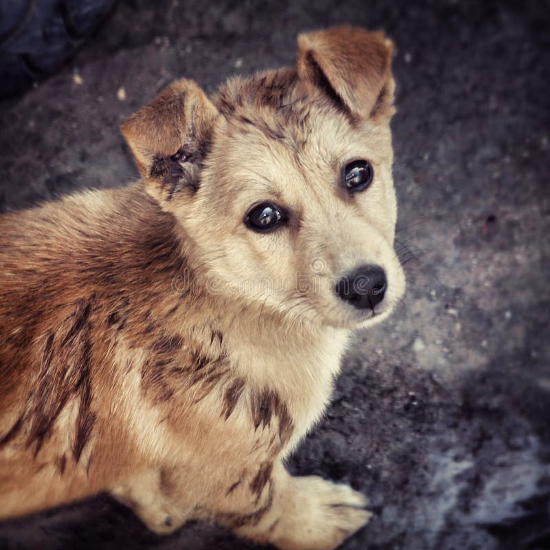 Stray dog stock photo. Image of eyes, stray, innocence - 73585382
