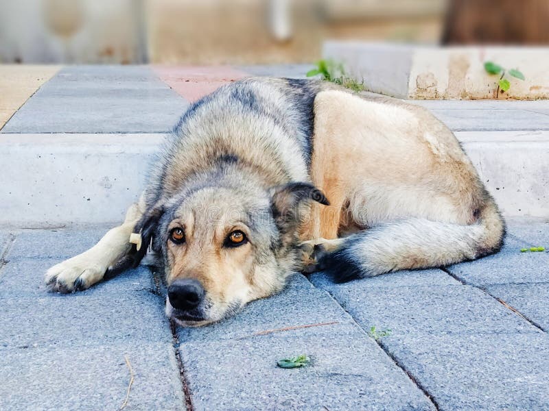 Stray Dog Laying on the Ground Stock Image - Image of laying, like ...