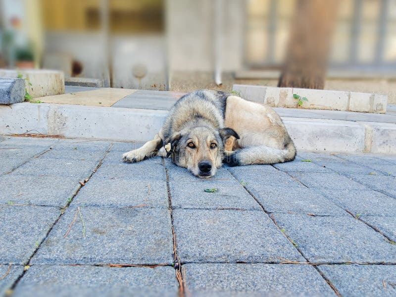 Stray Dog Laying on the Ground Stock Photo - Image of outdoors, peta ...