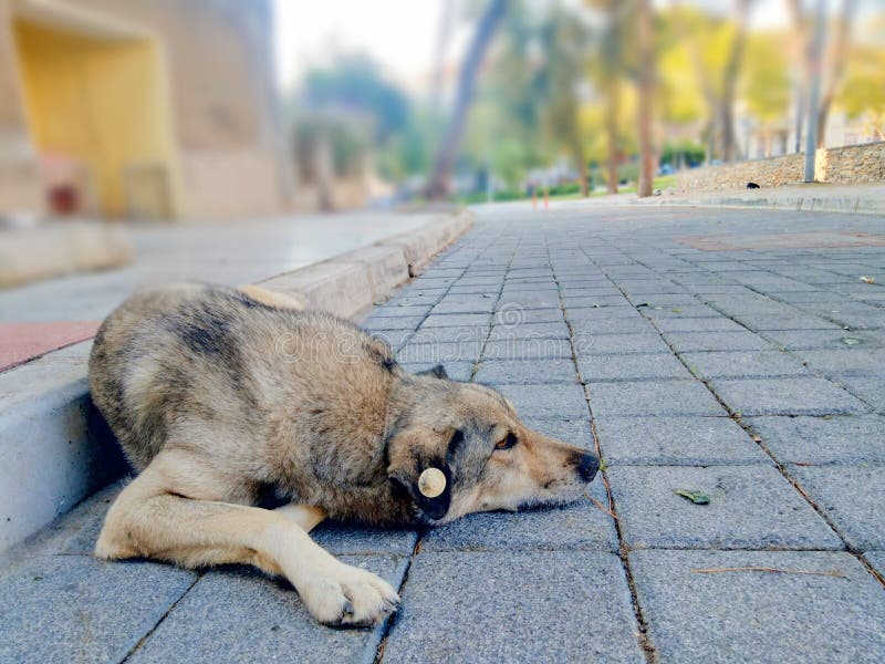 Stray Dog Laying on the Ground Stock Photo - Image of stray, furry ...