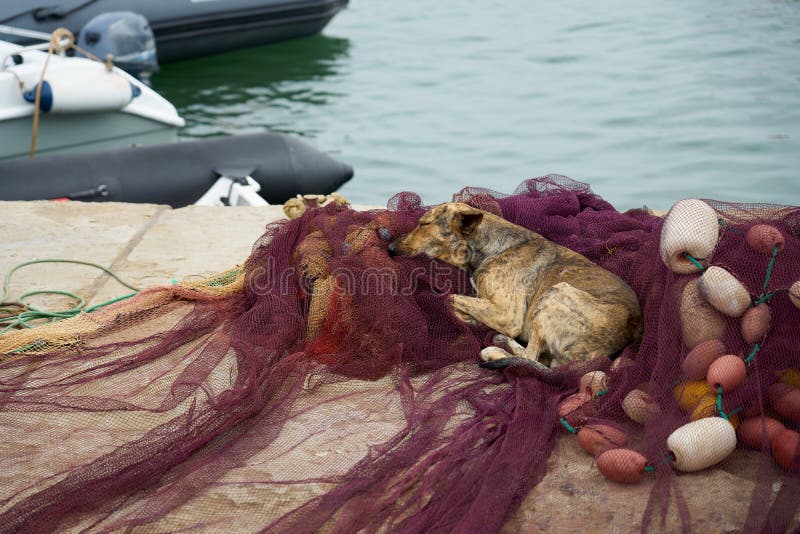 A Stray Dog Lies on a Fishing Net. Stock Image - Image of cute, black ...
