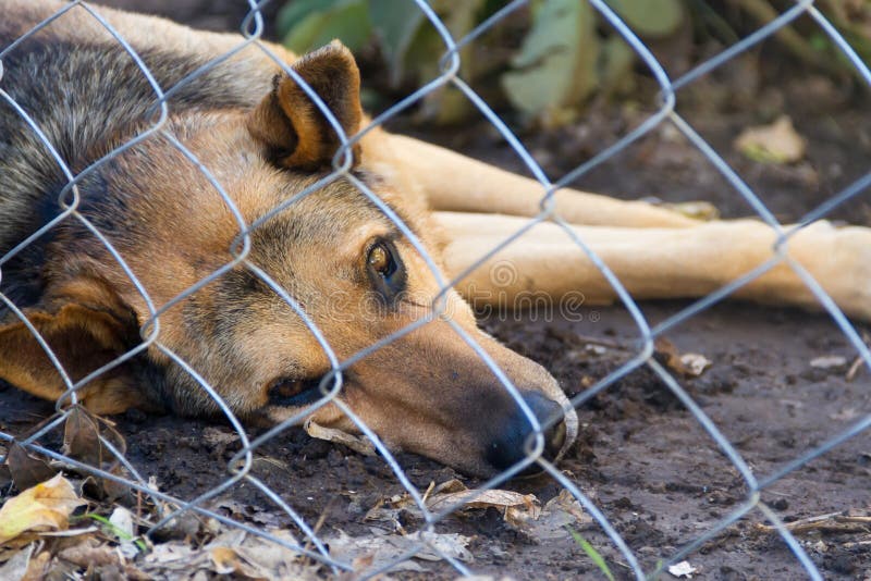 Dog Victim of Animal Abuse and Mistreatment Stock Image - Image of ...