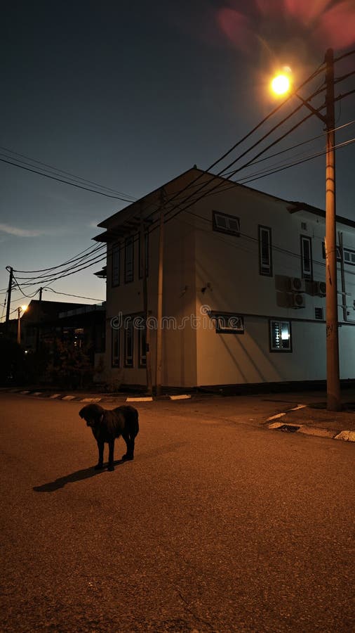 Stray Dog Loitering on the Street at Night. Stock Image - Image of ...