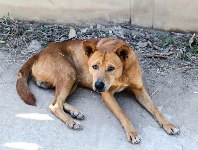 A stray dog stock image. Image of animal, dogs, looking - 57668635