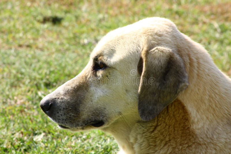 Stray Dog Looks Around at Public Park Stock Photo - Image of head, cute ...
