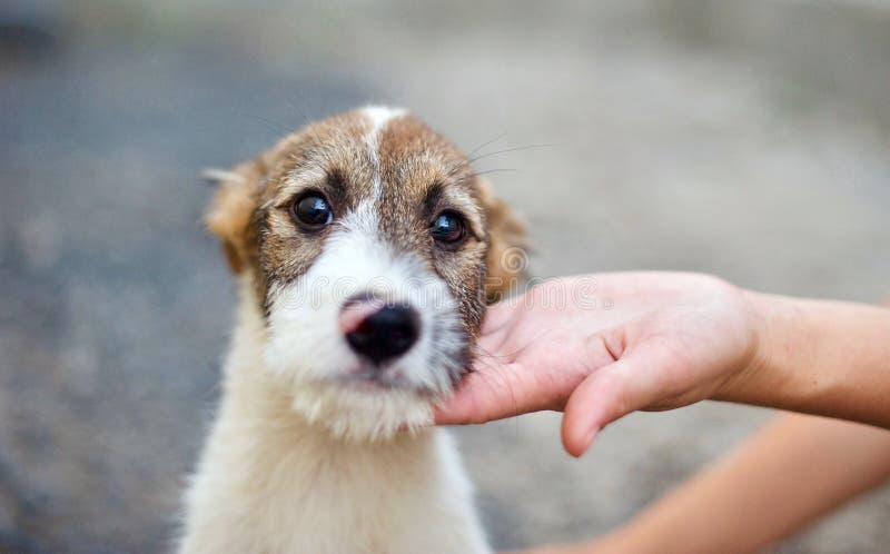 132 Plaintively Stock Photos - Free & Royalty-Free Stock Photos from ...