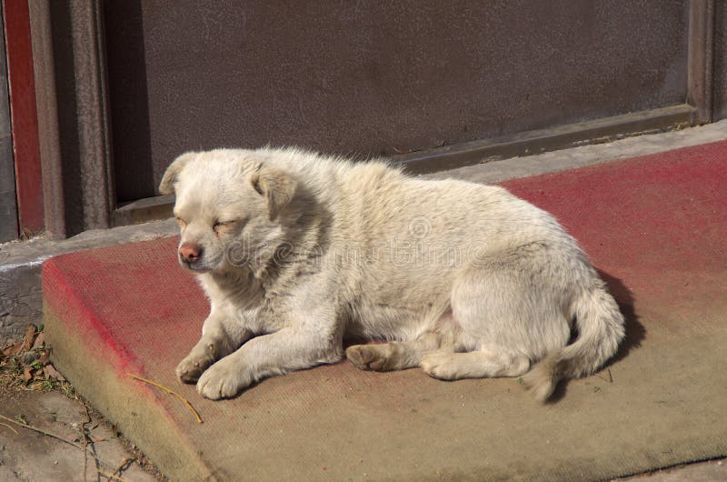 A Stray Dog in Lying Down Outside of the Great Wall of China in Beijing ...