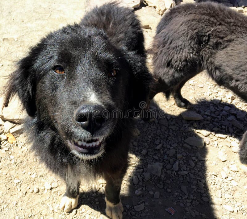 Stray Dog Mooching for Food in Peru, Rainbow Mountain Stock Image ...