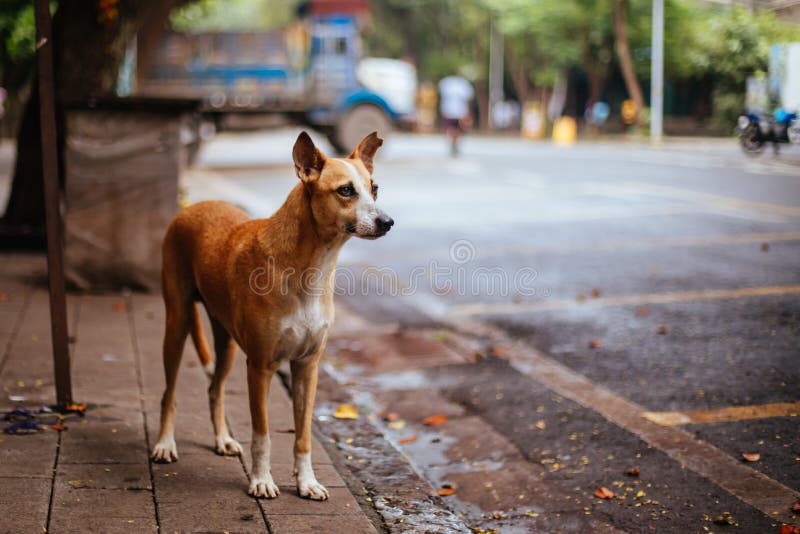 Stray Dog in Mumbai India stock photo. Image of adorable - 189675438