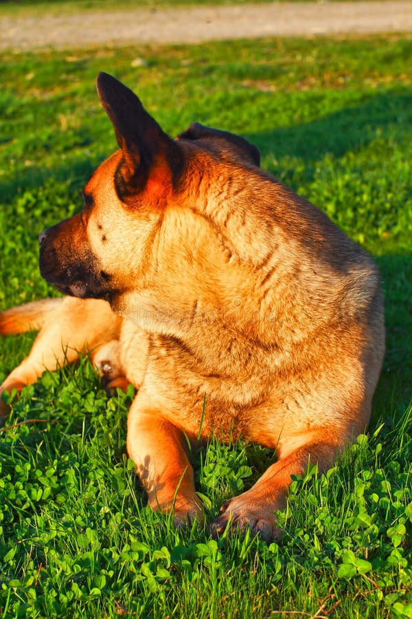 Stray mutt dog stock image. Image of canine, laying - 114087231