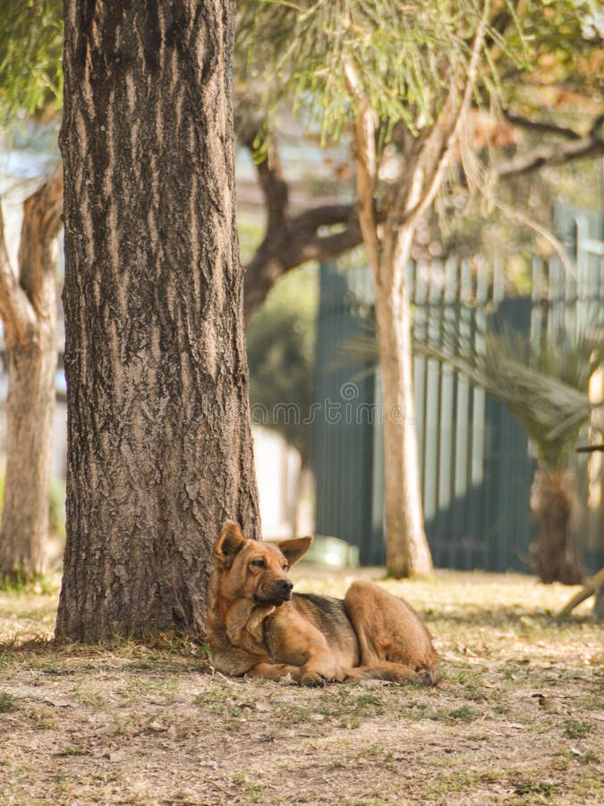 Stray mutt dog stock image. Image of canine, laying - 114087231