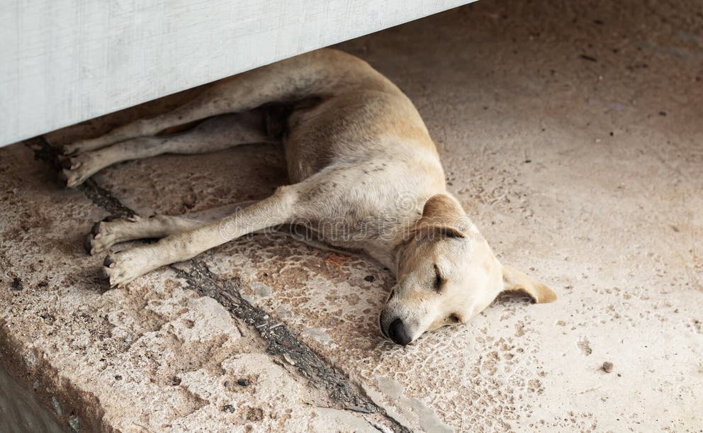 Stray Dog Napping on the Street Stock Photo - Image of canine, homeless ...
