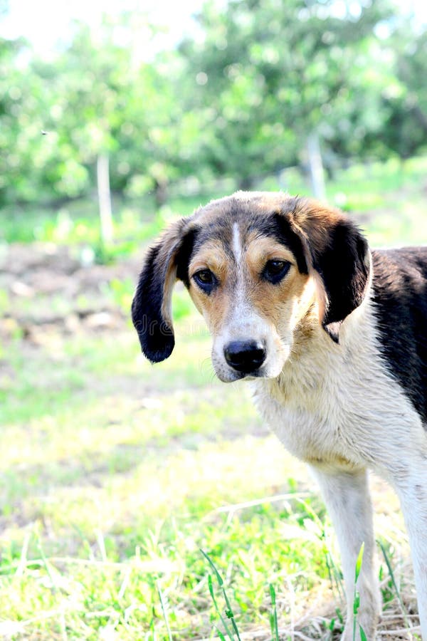 Stray Dog Pictured in Nature Stock Image - Image of farm, stray: 117781099
