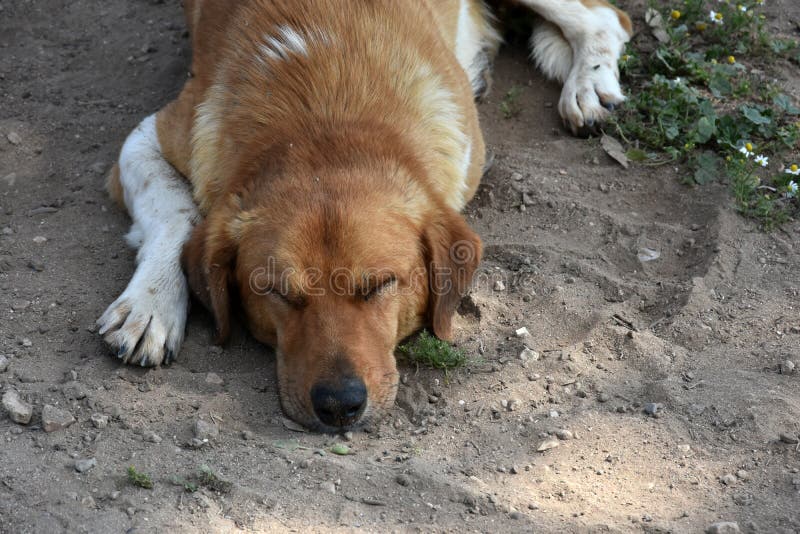 Stray dog stock image. Image of doggy, animal, lost, cyprus - 90077257