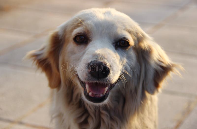 Stray dog stock photo. Image of stray, animal, friend - 96047592