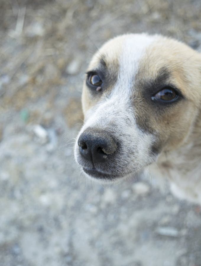 Stray dog stock image. Image of hair, animal, closeup - 56397297