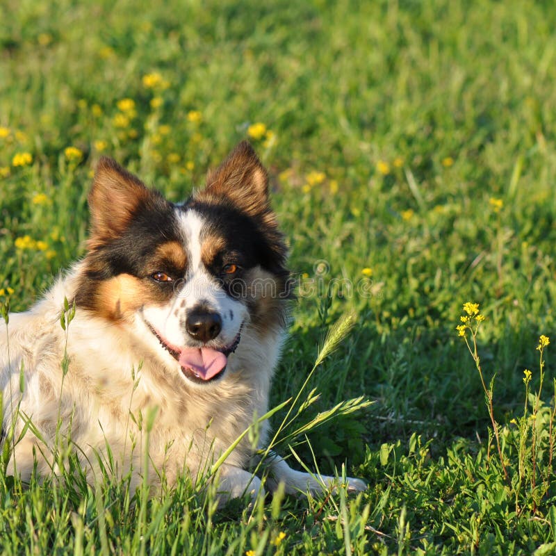 Stray dog portrait stock photo. Image of ball, leaves - 93408058
