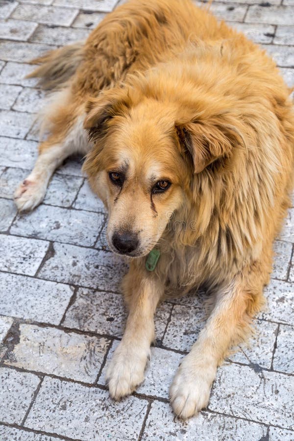 Stray dog stock photo. Image of fluffy, stray, tourism - 135184604