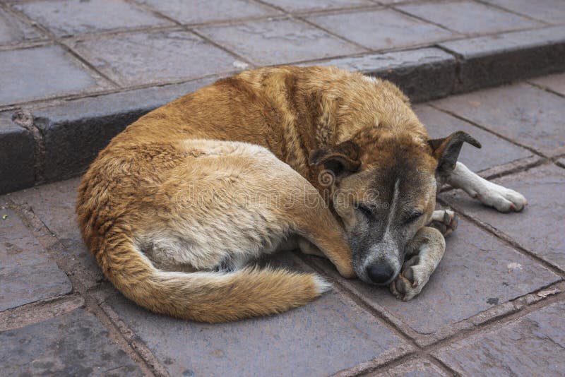 Stray dog resting stock image. Image of abandoned, city - 241691061