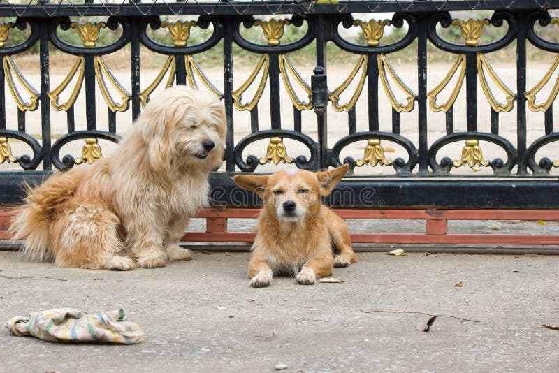Stray Dog Resting on the Ground Stock Photo - Image of outside, animal ...