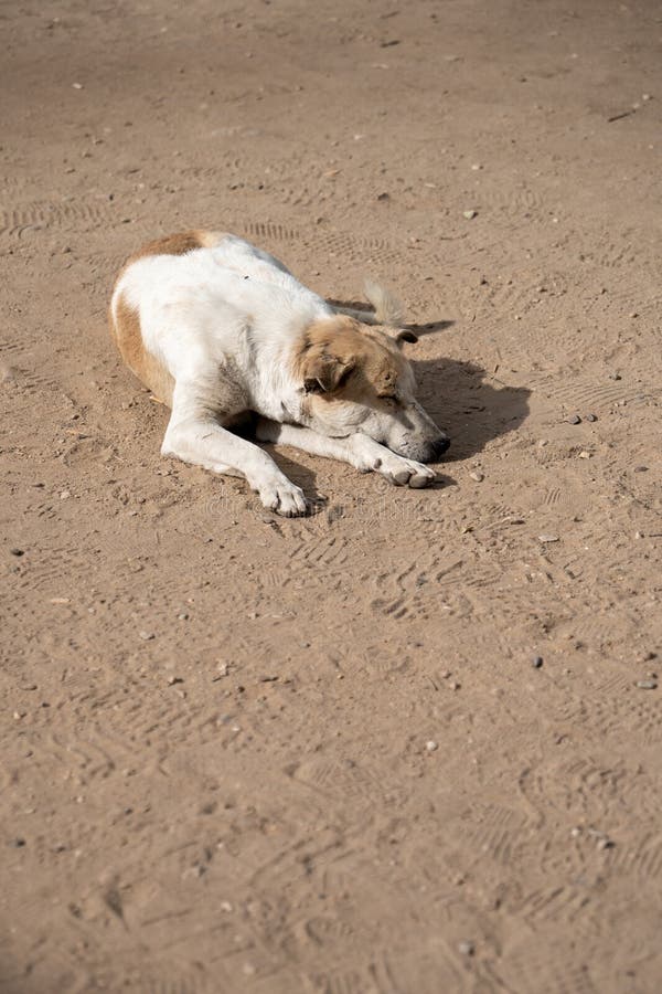 A Stray Dog Resting in Heat Stock Photo - Image of coast, vacation ...
