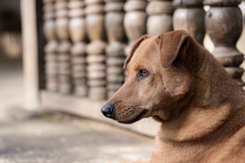 A Stray Dog Resting Outside Stock Image - Image of cute, street: 254386323