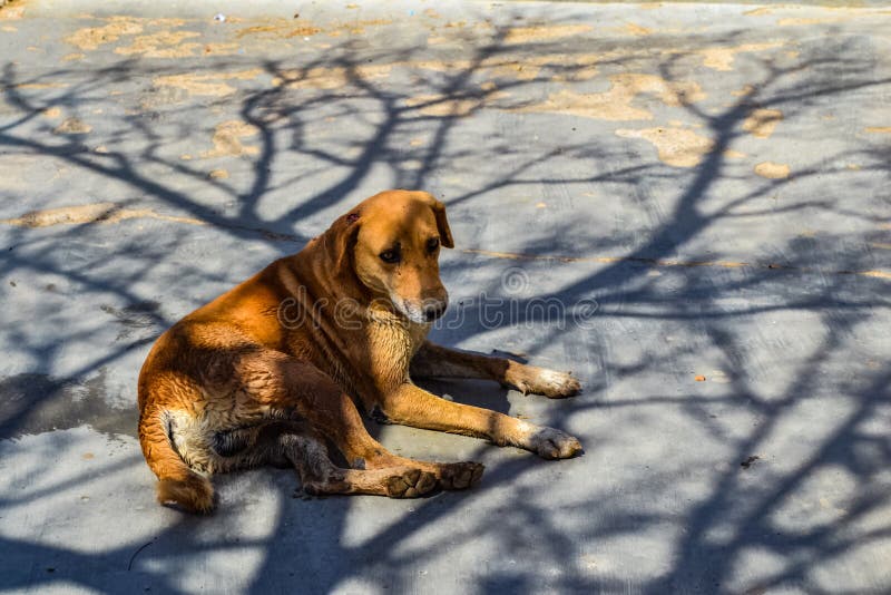 Stray Dog resting stock photo. Image of outdoor, india - 93480304