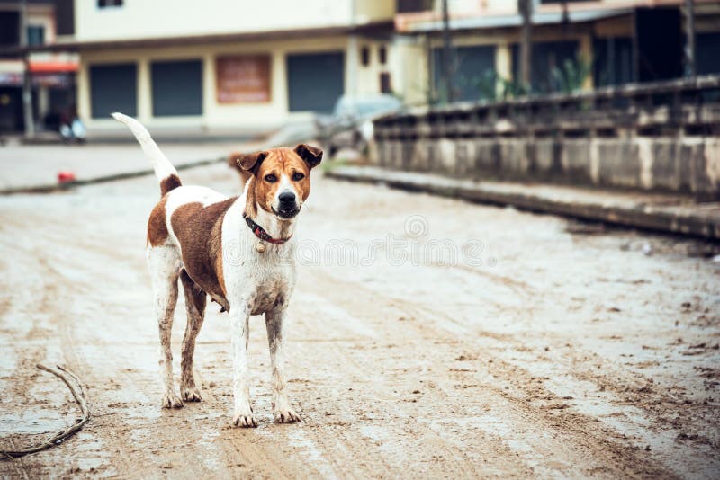 Stray dog stock photo. Image of outdoor, single, dirty - 92389744