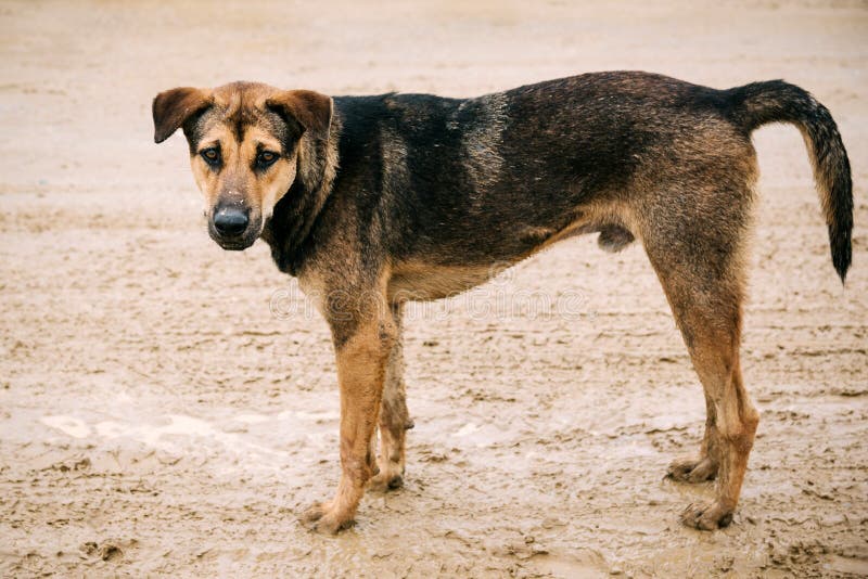 Stray dog stock image. Image of rescue, puppy, doggy - 92390079