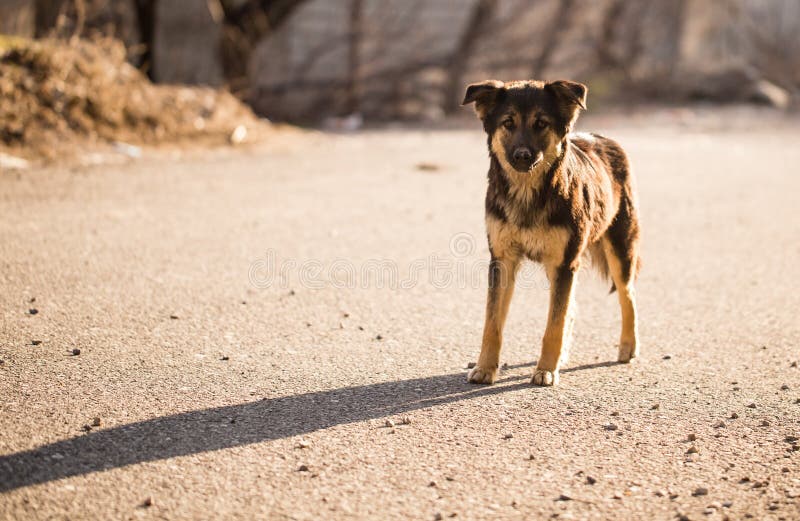 Stray Dog on the Road in the City Stock Photo - Image of animal ...