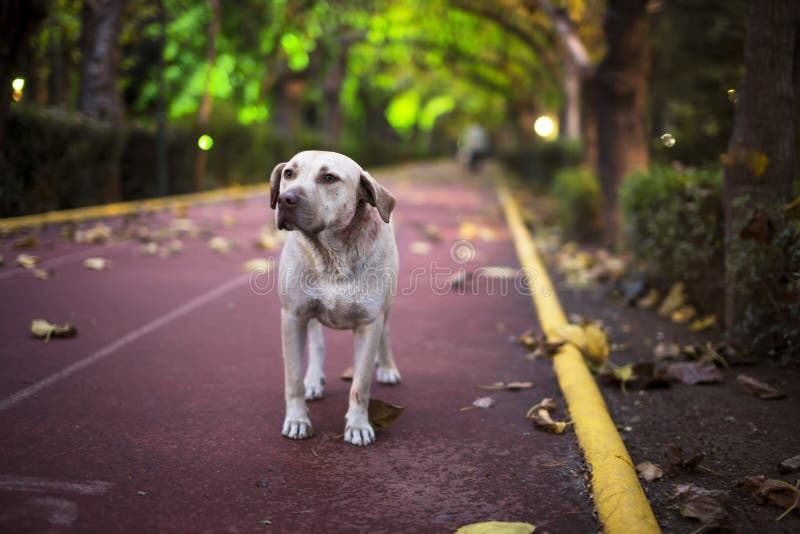 Stray dog stock image. Image of attentive, funny, alone - 64790345