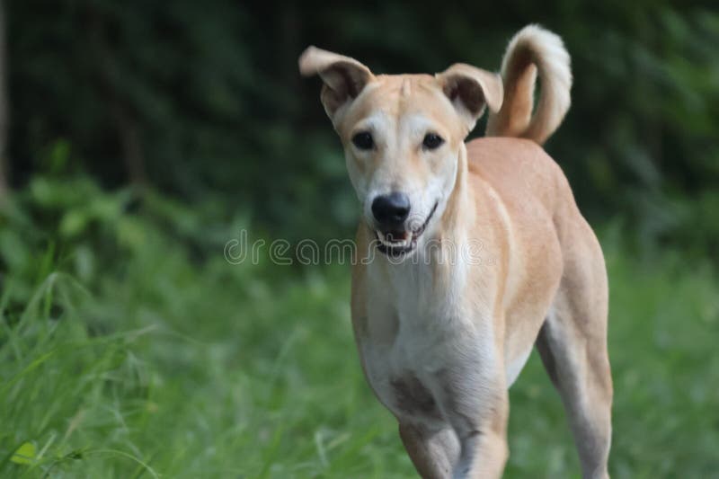 Stray Dog, Sad Eyes, Standing on the Road, Stock Image - Image of ...