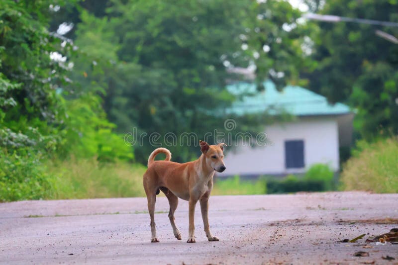Stray Dog, Sad Eyes, Standing on the Road Stock Photo - Image of animal ...