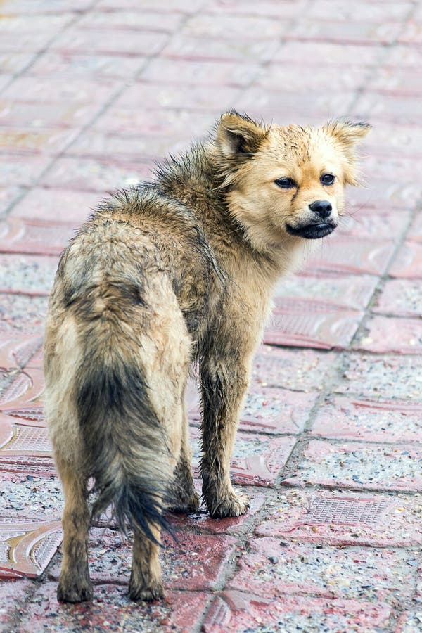 Stray dog stock photo. Image of adopt, asphalt, depressed - 36661124
