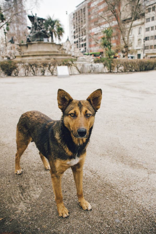 Stray Dog in Santiago stock photo. Image of camera, looking - 90506860