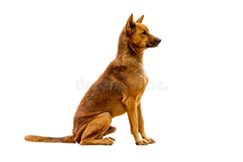 15,135 Stray Dog Background Stock Photos - Free & Royalty-Free Stock ...