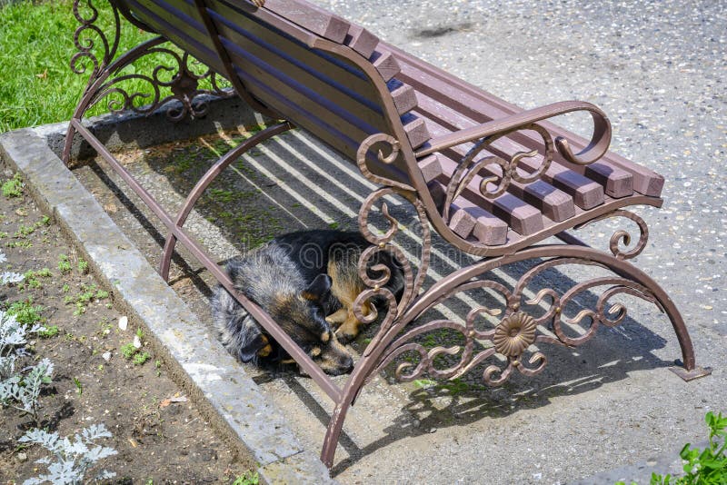A Stray Dog Sleeps in the Shade Under a Park Bench Stock Photo - Image ...
