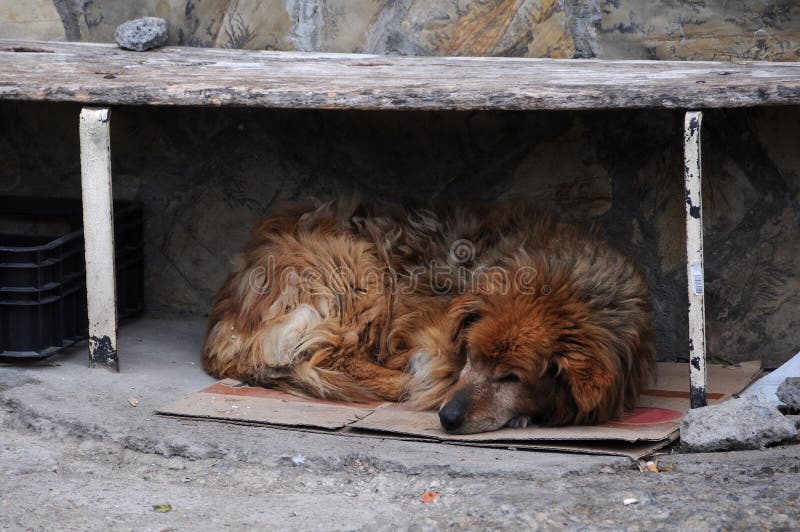 Stray Dog Sleeps Under the Bench Stock Image - Image of mongrel, bench ...