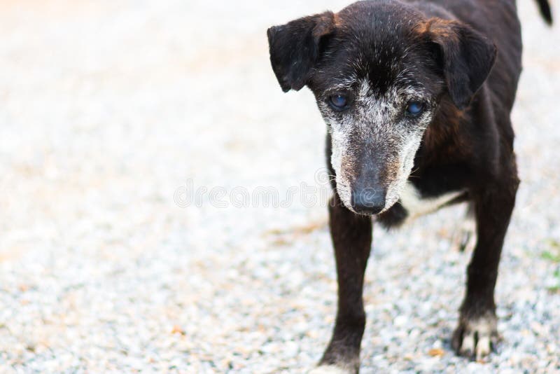 Stray Dog Standing beside Street Stock Image - Image of closeup, eyes ...
