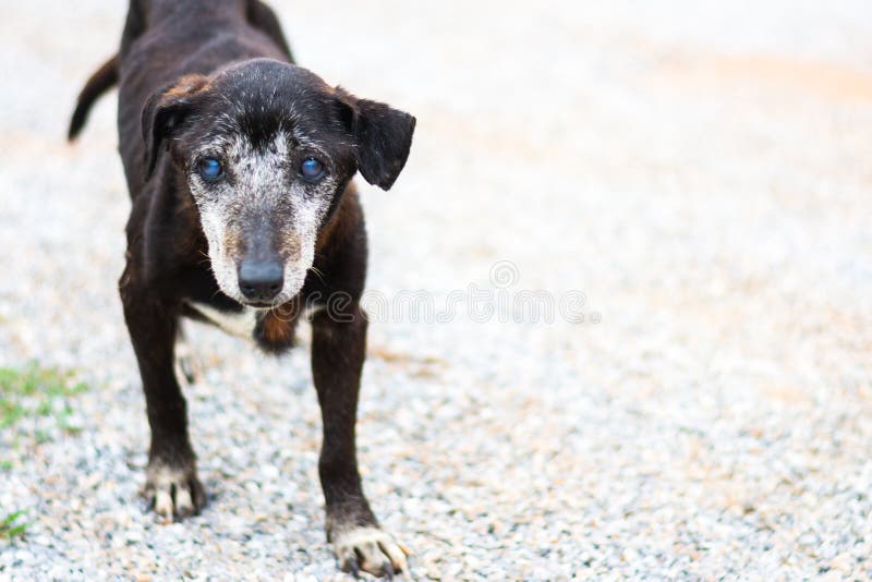 Stray Dog Standing beside Street Stock Image - Image of standing ...